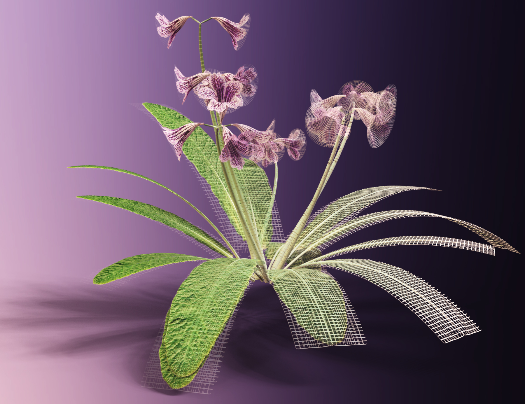 Cape Primrose - Tropical Streptocarpus Plants for Daz Studio | Daz 3D