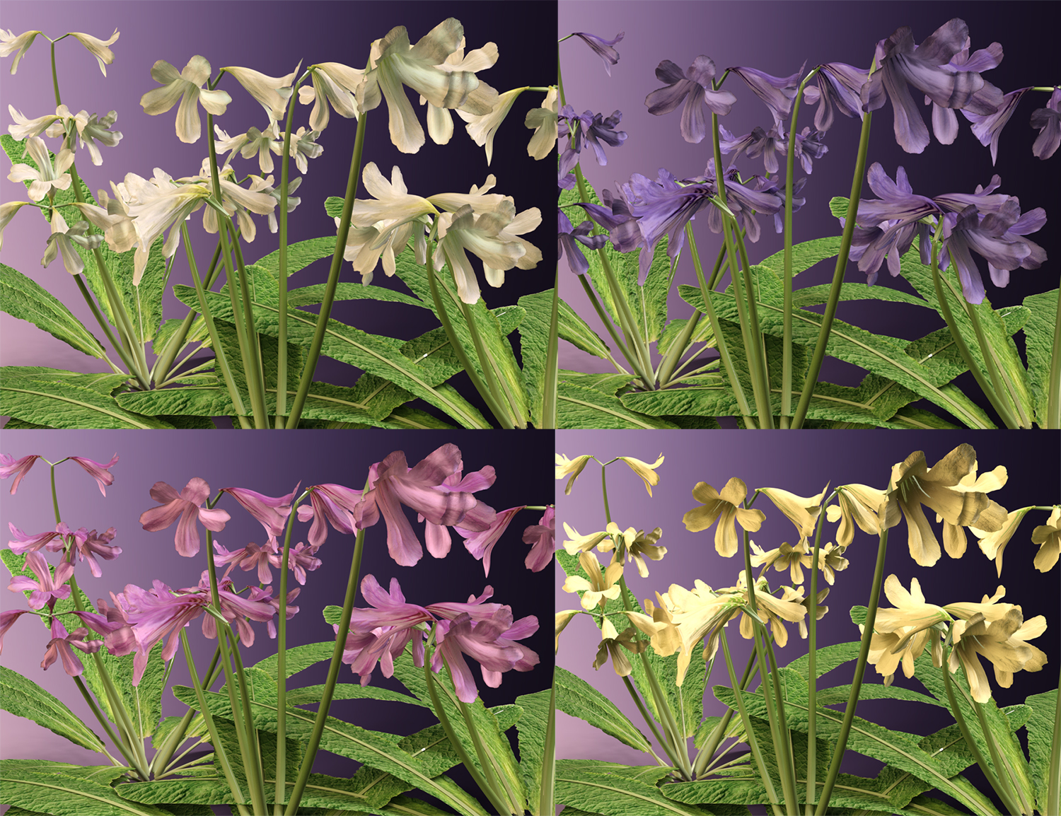 Cape Primrose - Tropical Streptocarpus Plants for Daz Studio | Daz 3D