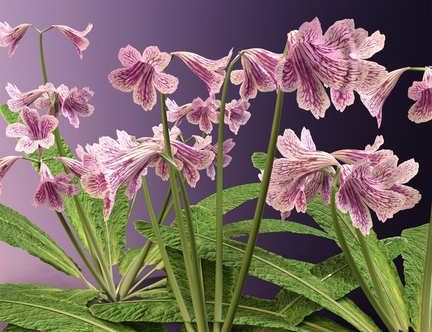 Cape Primrose - Tropical Streptocarpus Plants for Daz Studio | Daz 3D
