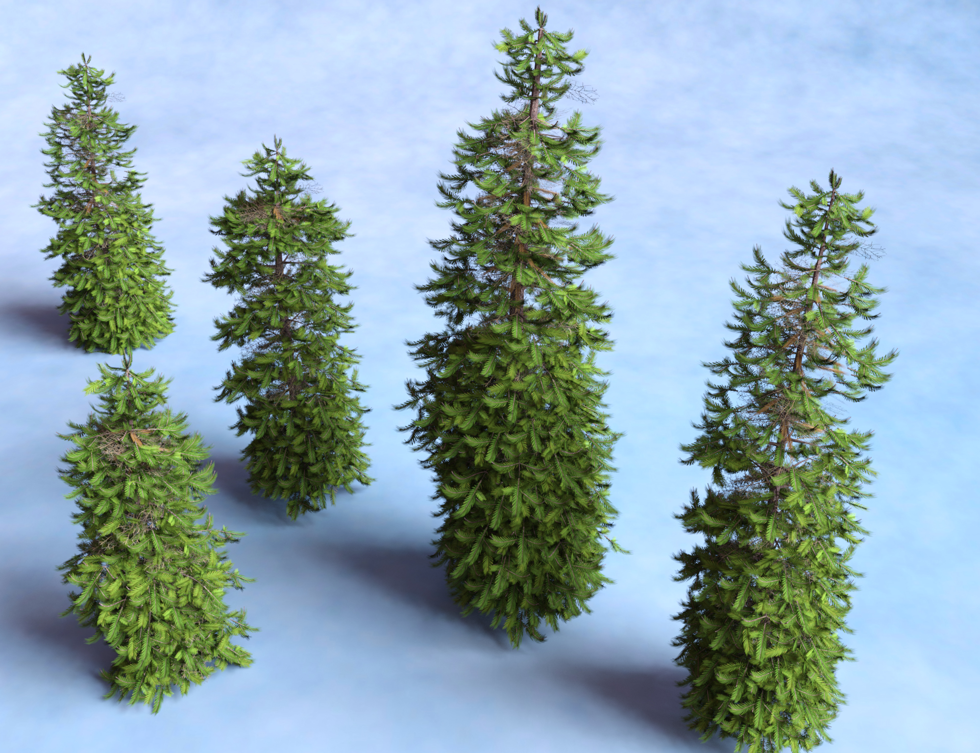 Wollemi Pine Trees - Prehistoric Plants | Daz 3D