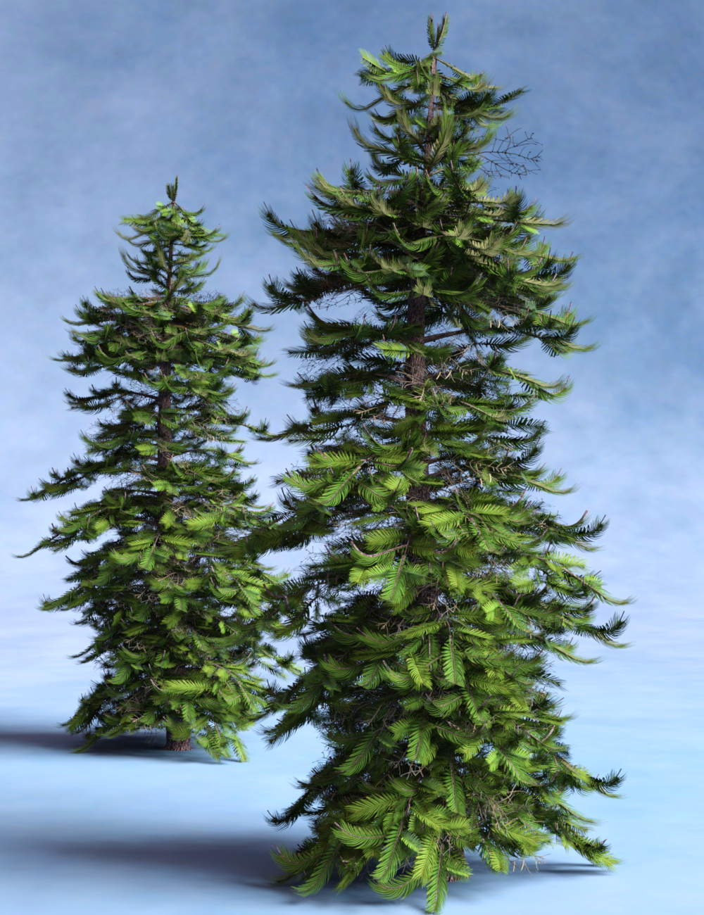 Wollemi Pine Trees - Prehistoric Plants | Daz 3D