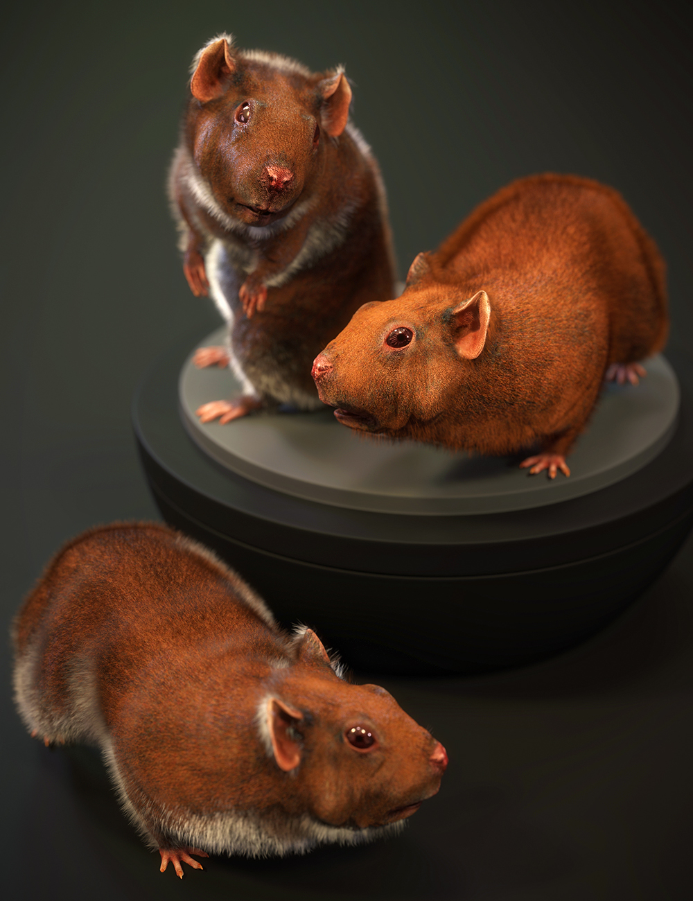 Guinea Pig for Daz Rodent | Daz 3D