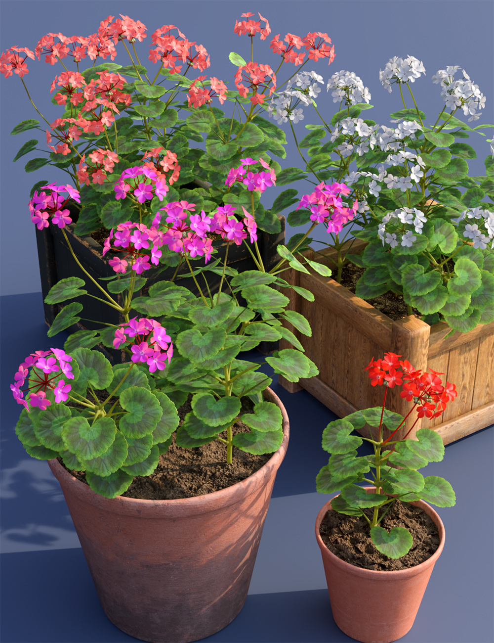 Predatron Geranium Plants | Daz 3D