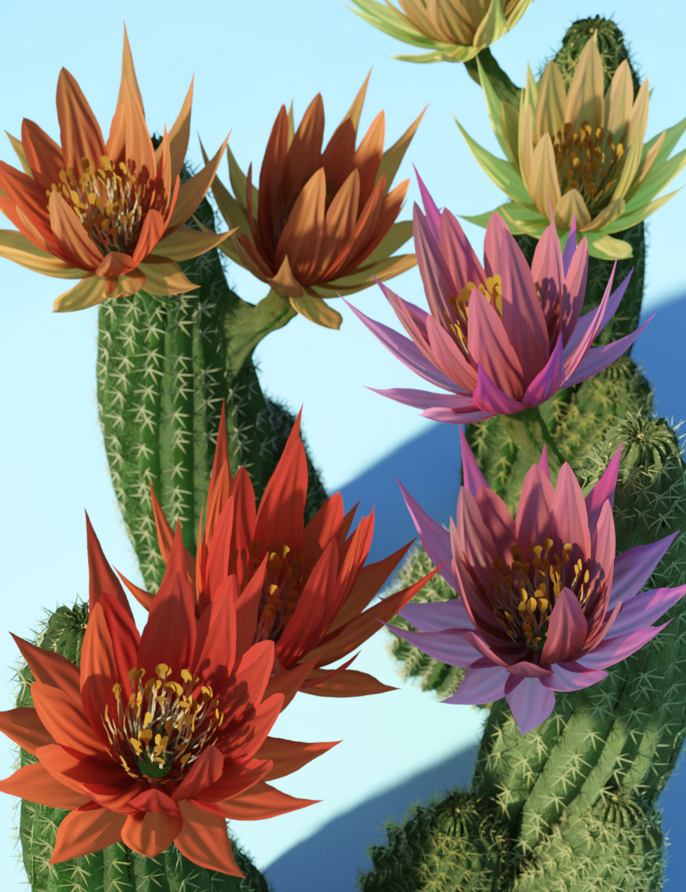 Peanut Cactus - Flowering Cacti | Daz 3D