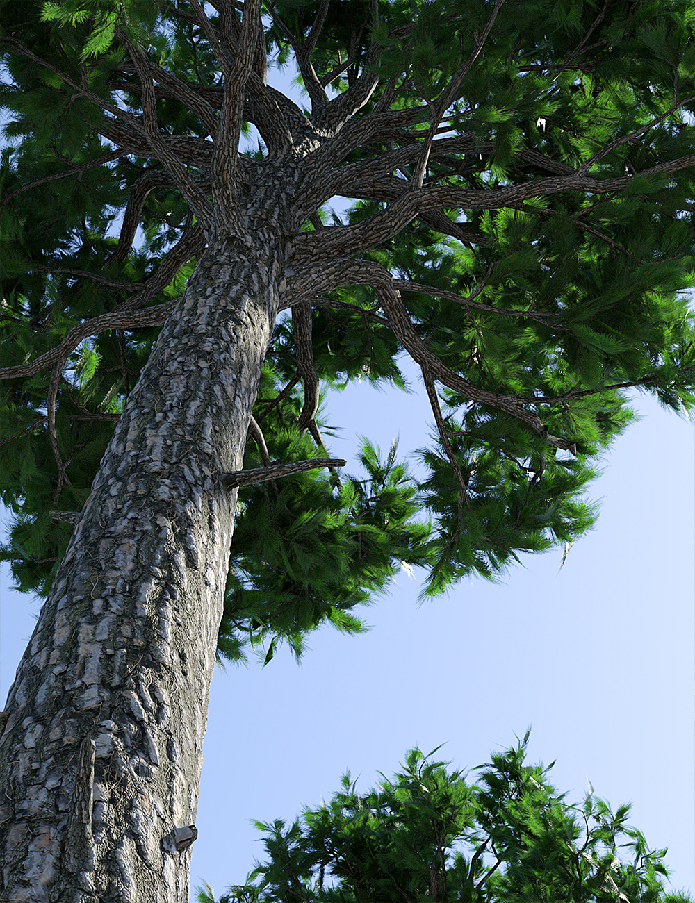 Predatron Larch Trees | Daz 3D