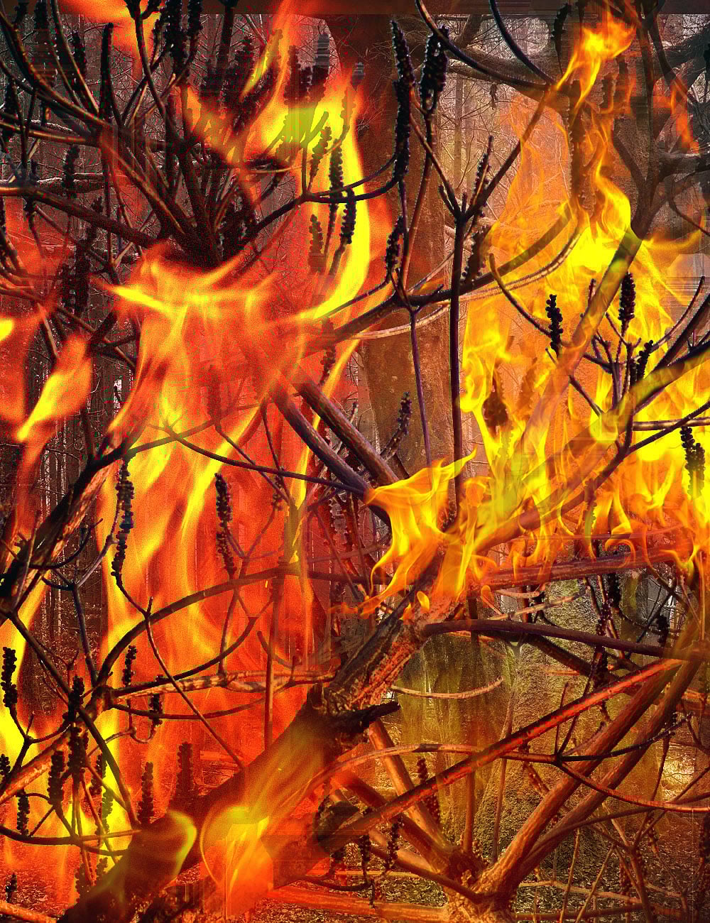 Fire Fury PS Brushes | Daz 3D