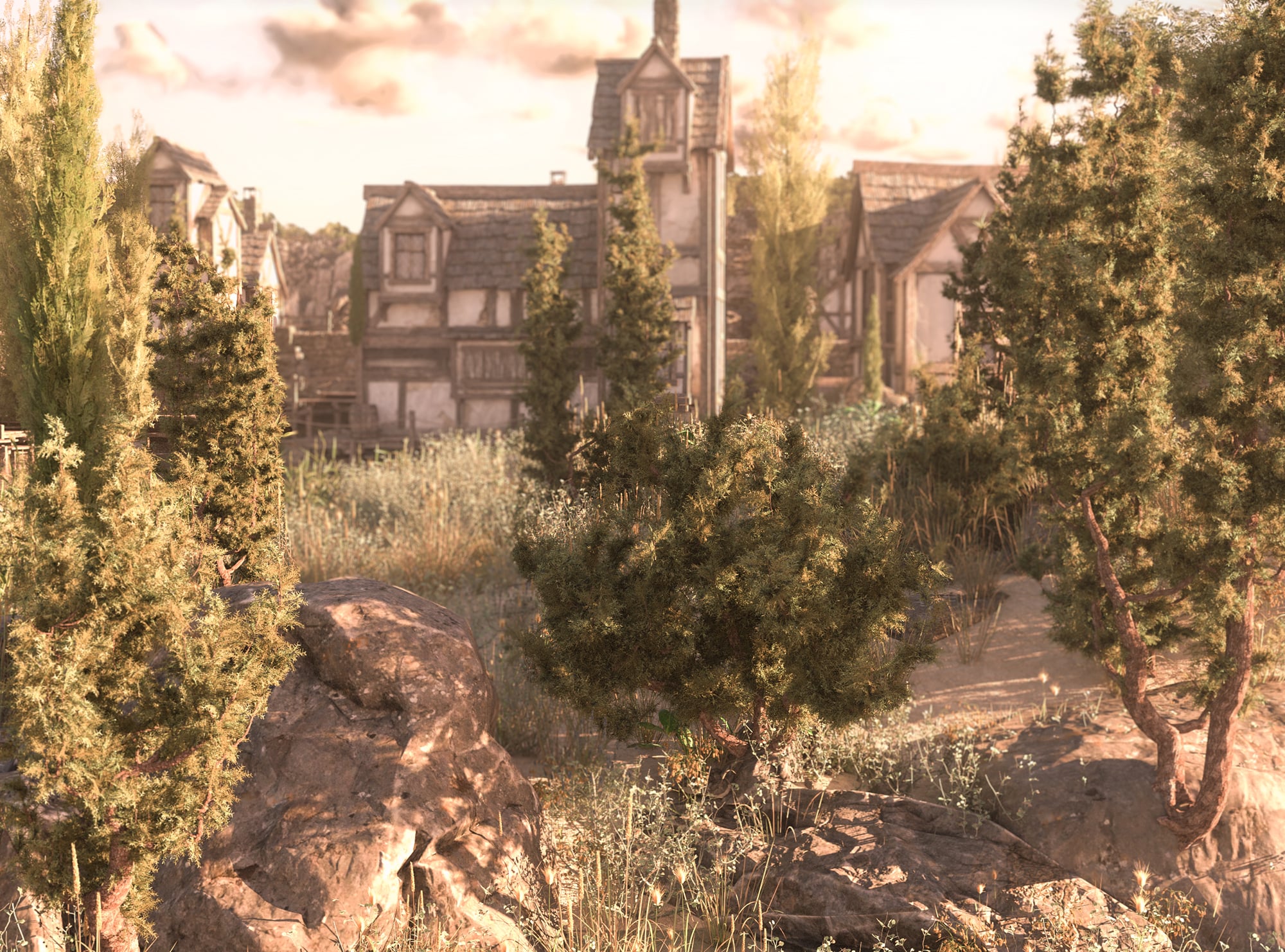 Mediterranean Juniper High Resolution Plants and Trees | Daz 3D