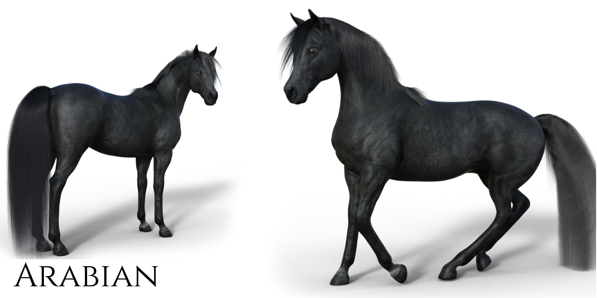 DA Ultimate Shape pack for Horse 3 - Breeds | Daz 3D