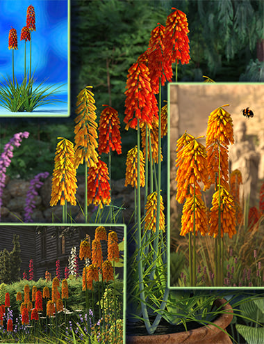 Kniphofia Plants - Red Hot Poker Flowers | Daz 3D