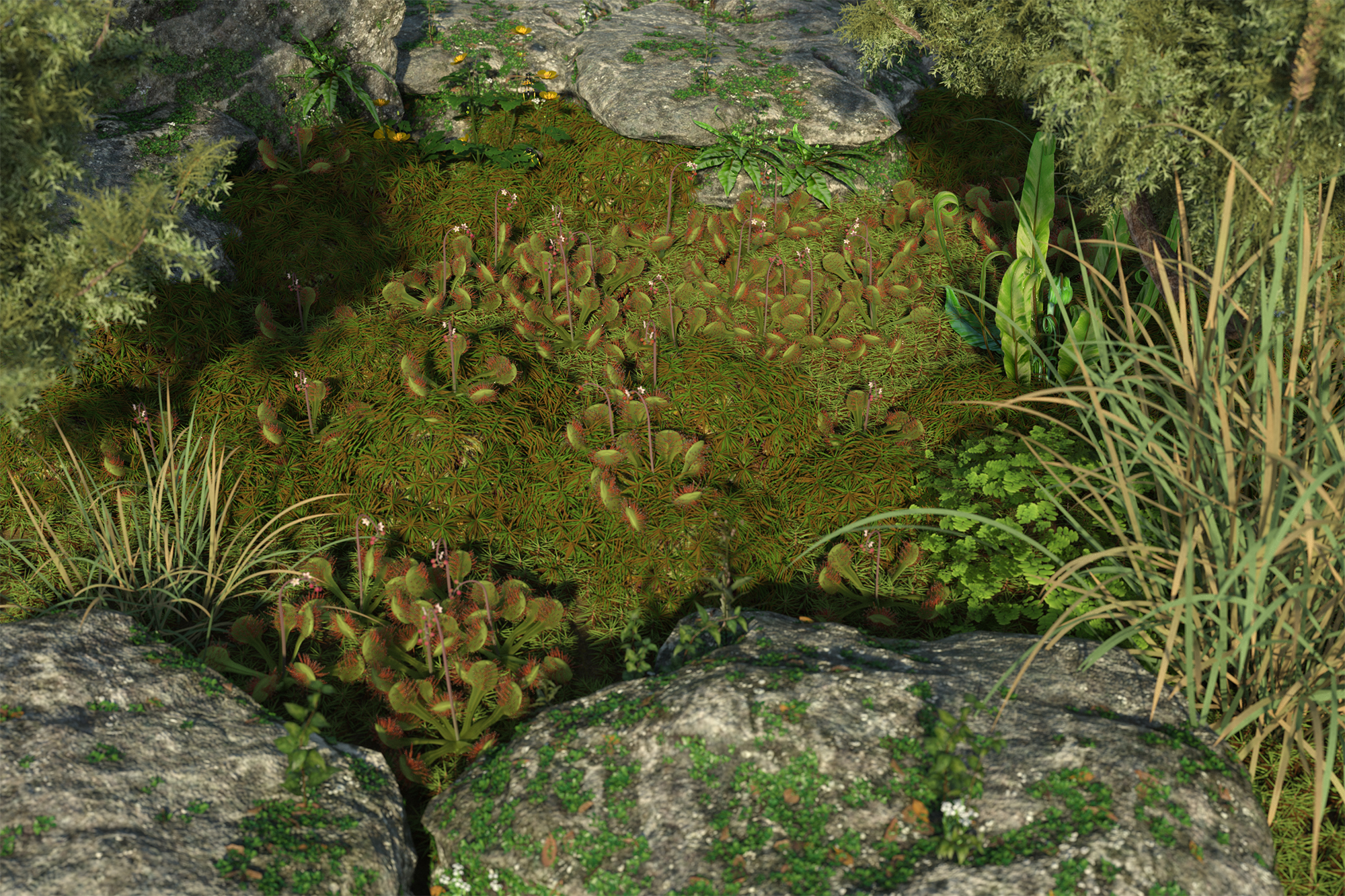 Tiny Carnivorous Plants - Sundews | Daz 3D