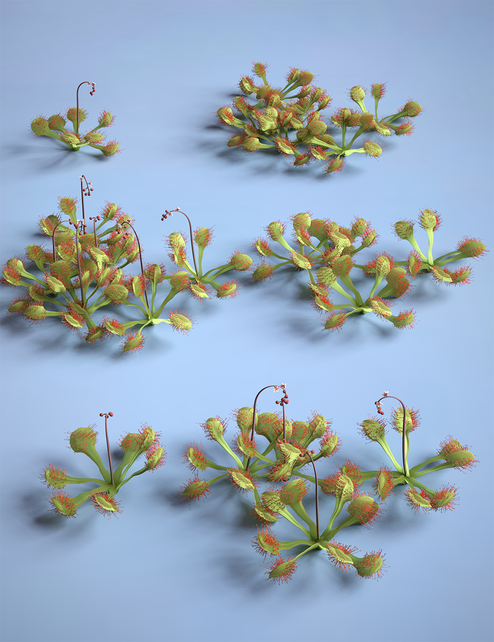 Tiny Carnivorous Plants - Sundews | Daz 3D