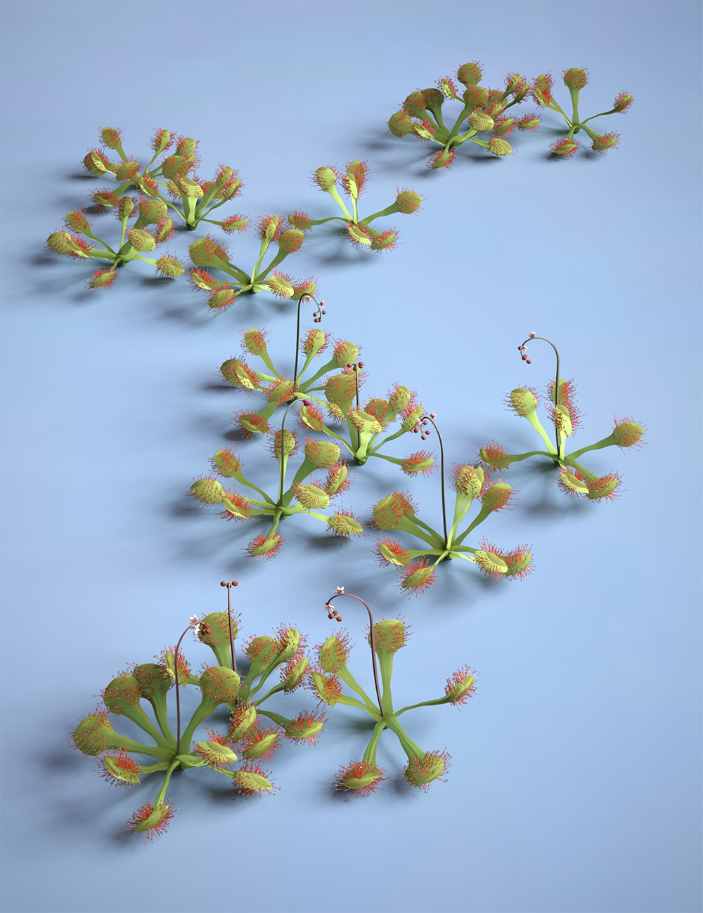 Tiny Carnivorous Plants - Sundews | Daz 3D