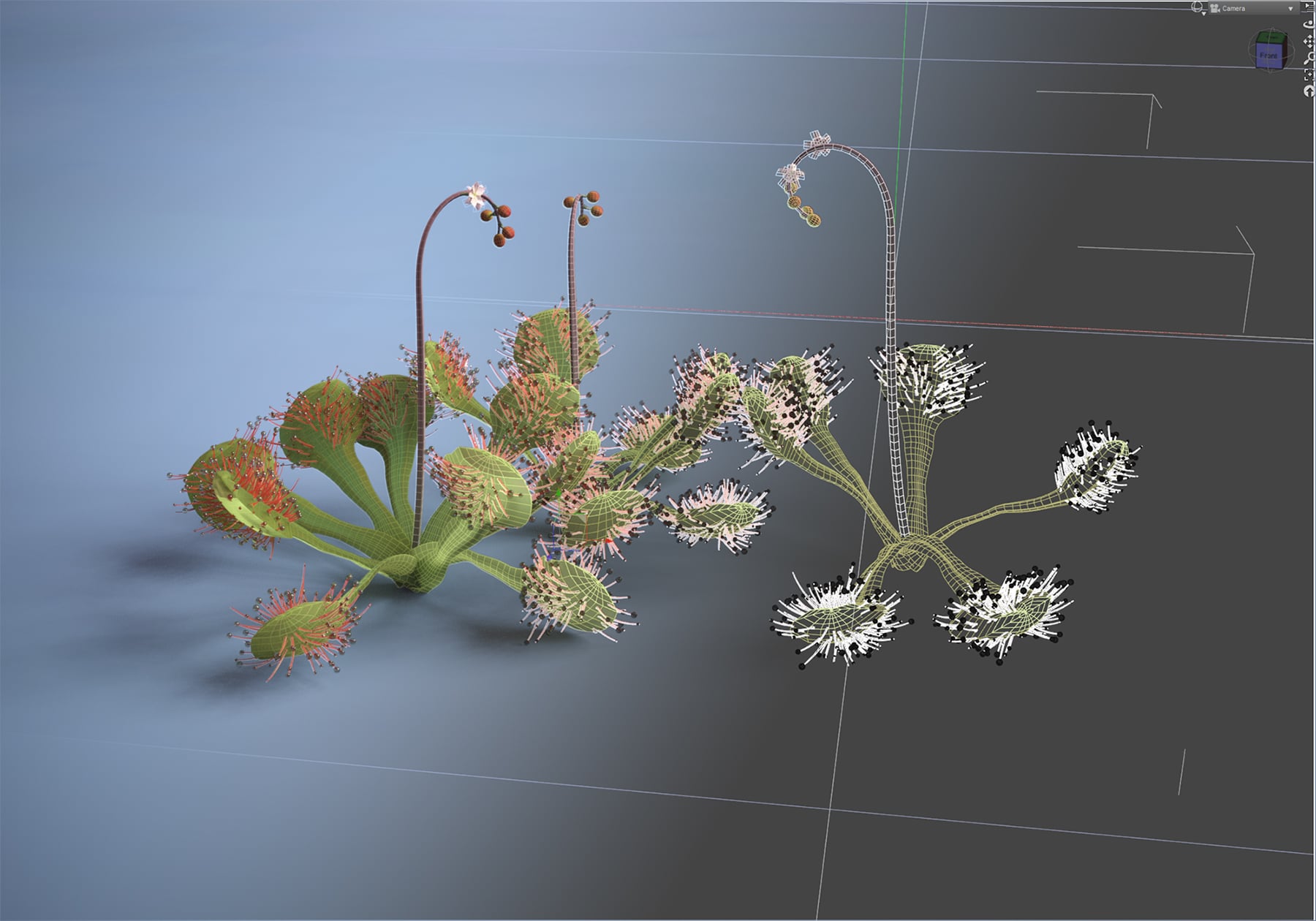 Tiny Carnivorous Plants - Sundews | Daz 3D