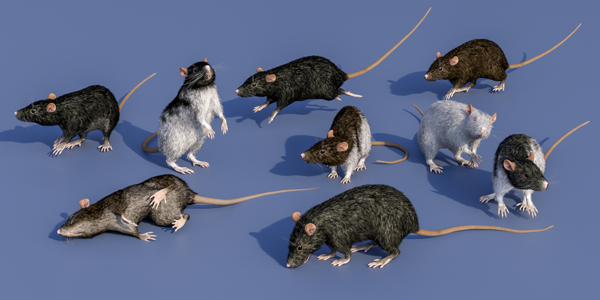 LoREZ Rat 2 | Daz 3D