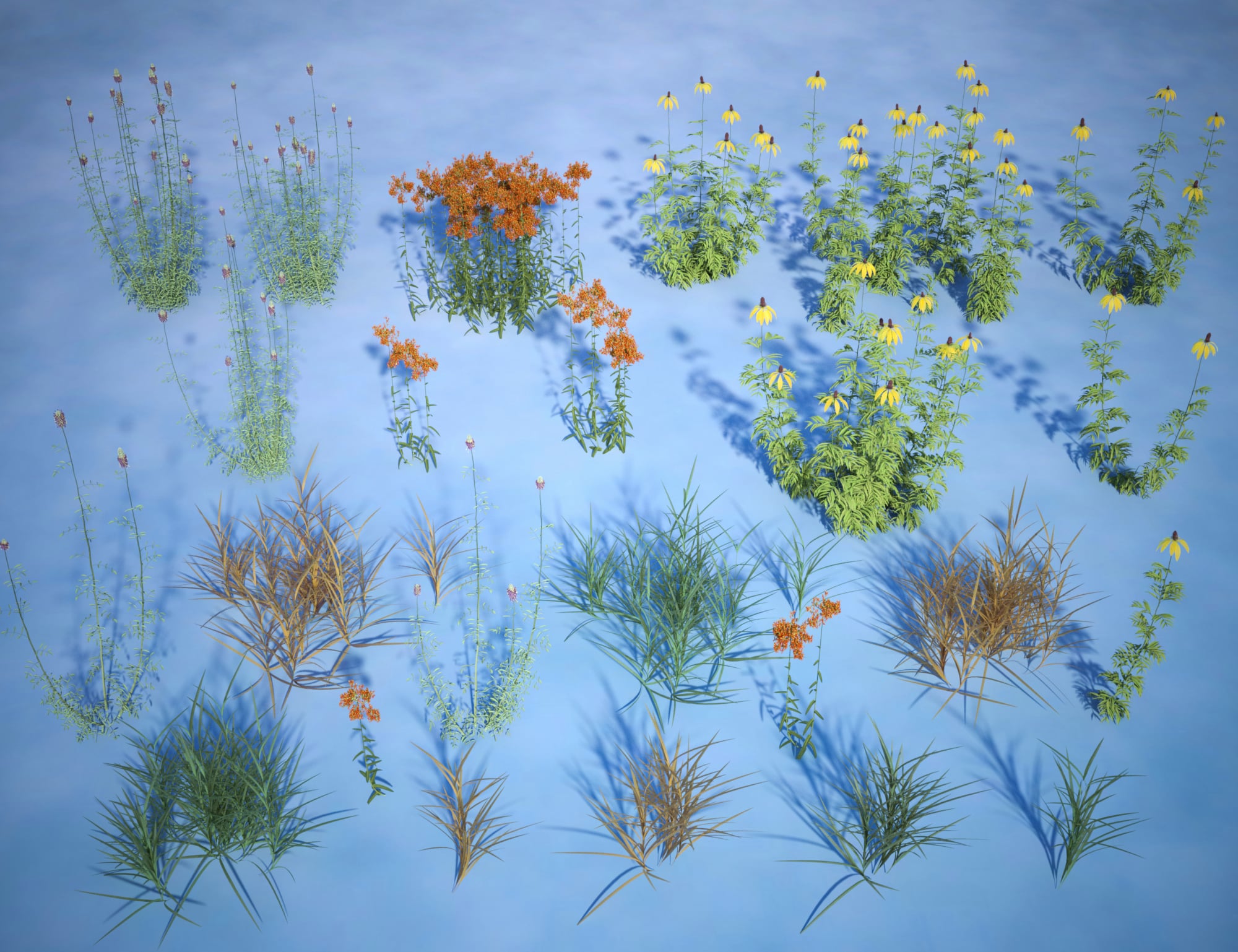 Prairie Grass and Flower Plant Collection | Daz 3D