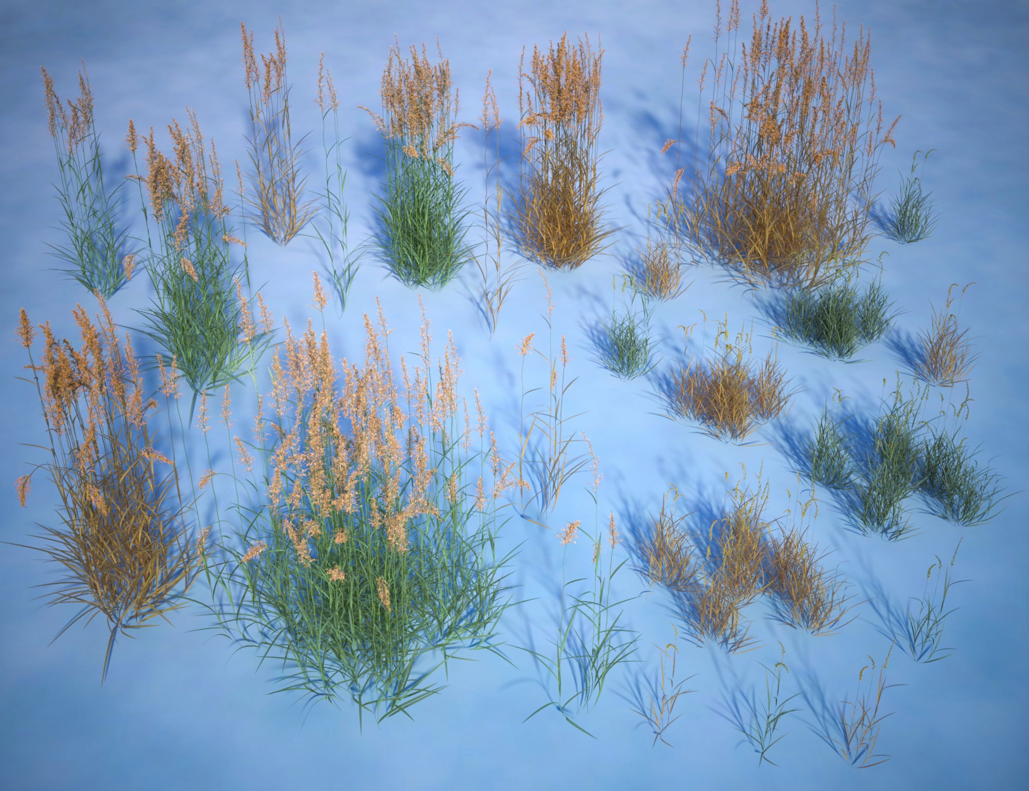 Prairie Grass and Flower Plant Collection | Daz 3D