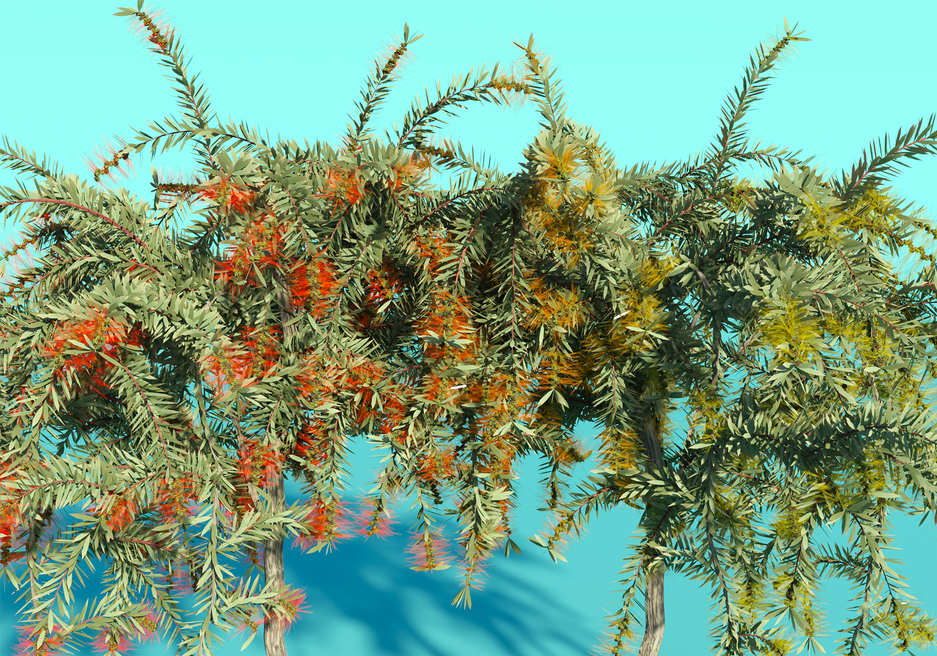Australian Bottle Brush Bushes | Daz 3D
