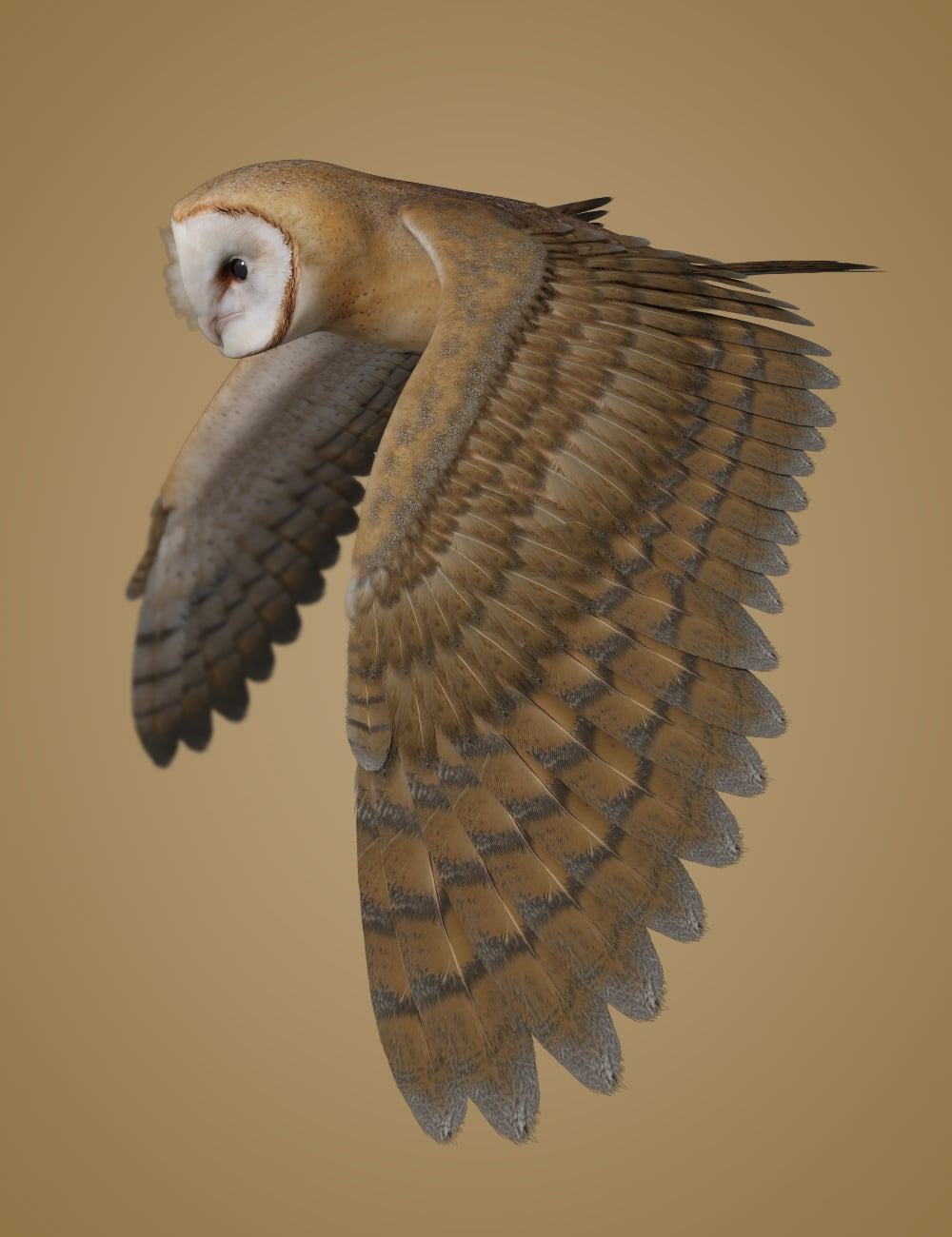 DS Fantasy Owl | Daz 3D