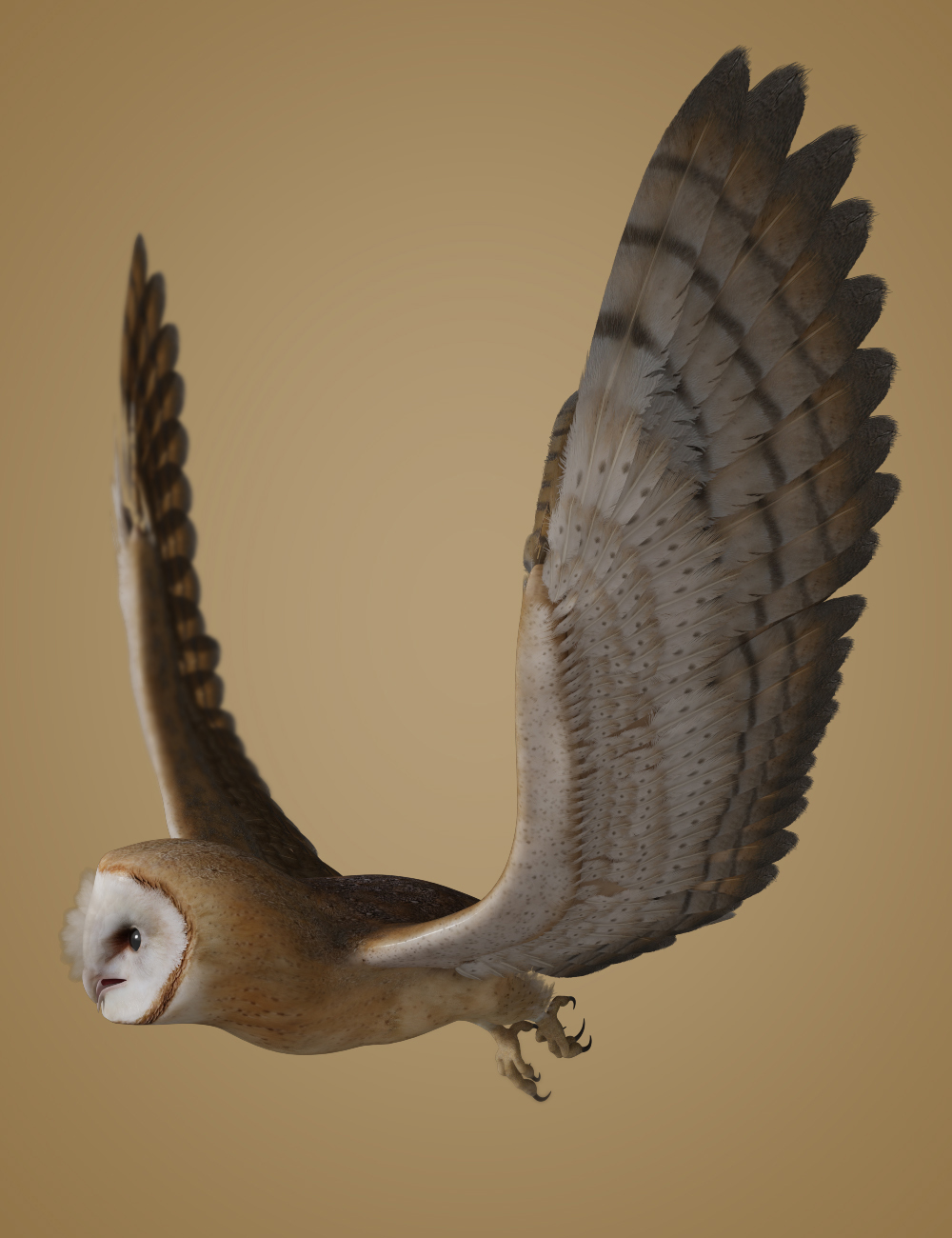 DS Fantasy Owl | Daz 3D