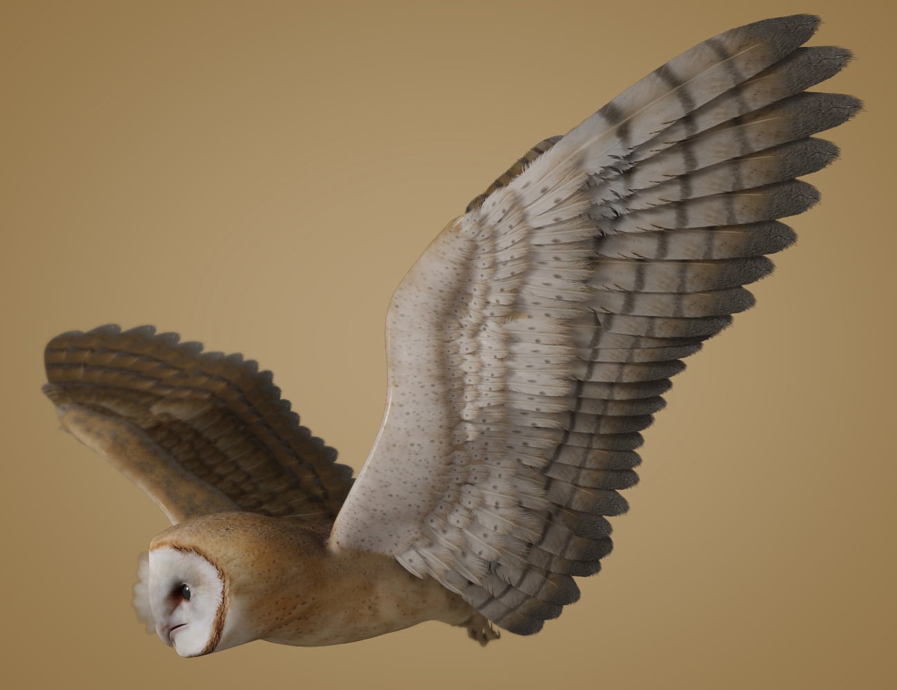 DS Fantasy Owl | Daz 3D