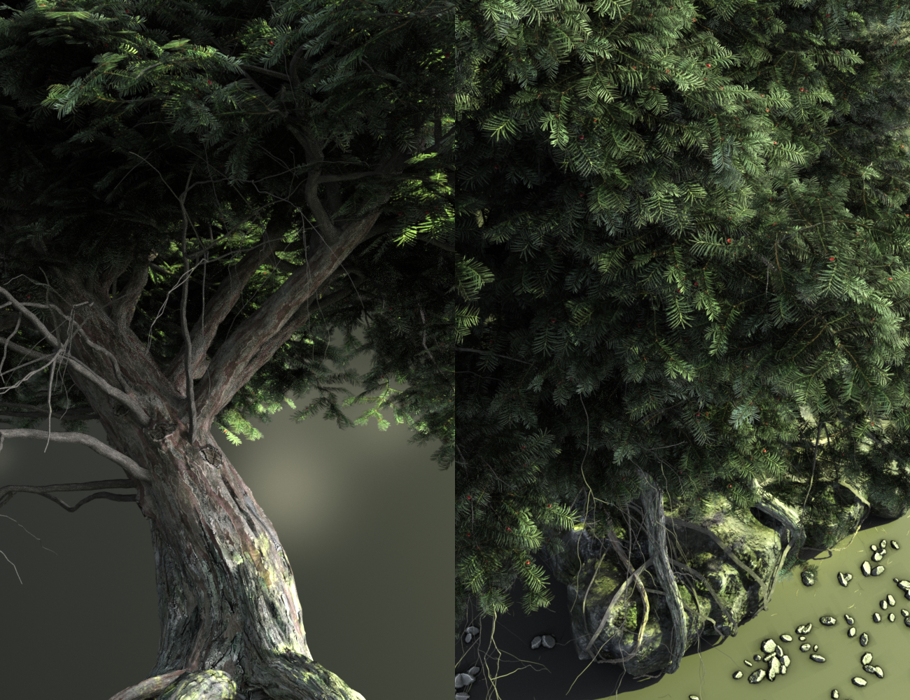 V176 Yew Trees | Daz 3D