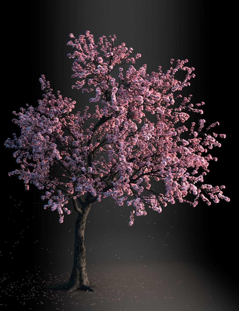 V176 Flowering Cherry Trees | Daz 3D