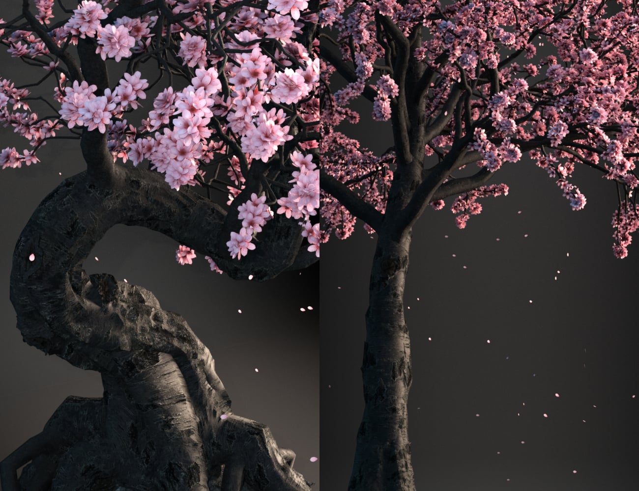V176 Flowering Cherry Trees | Daz 3D