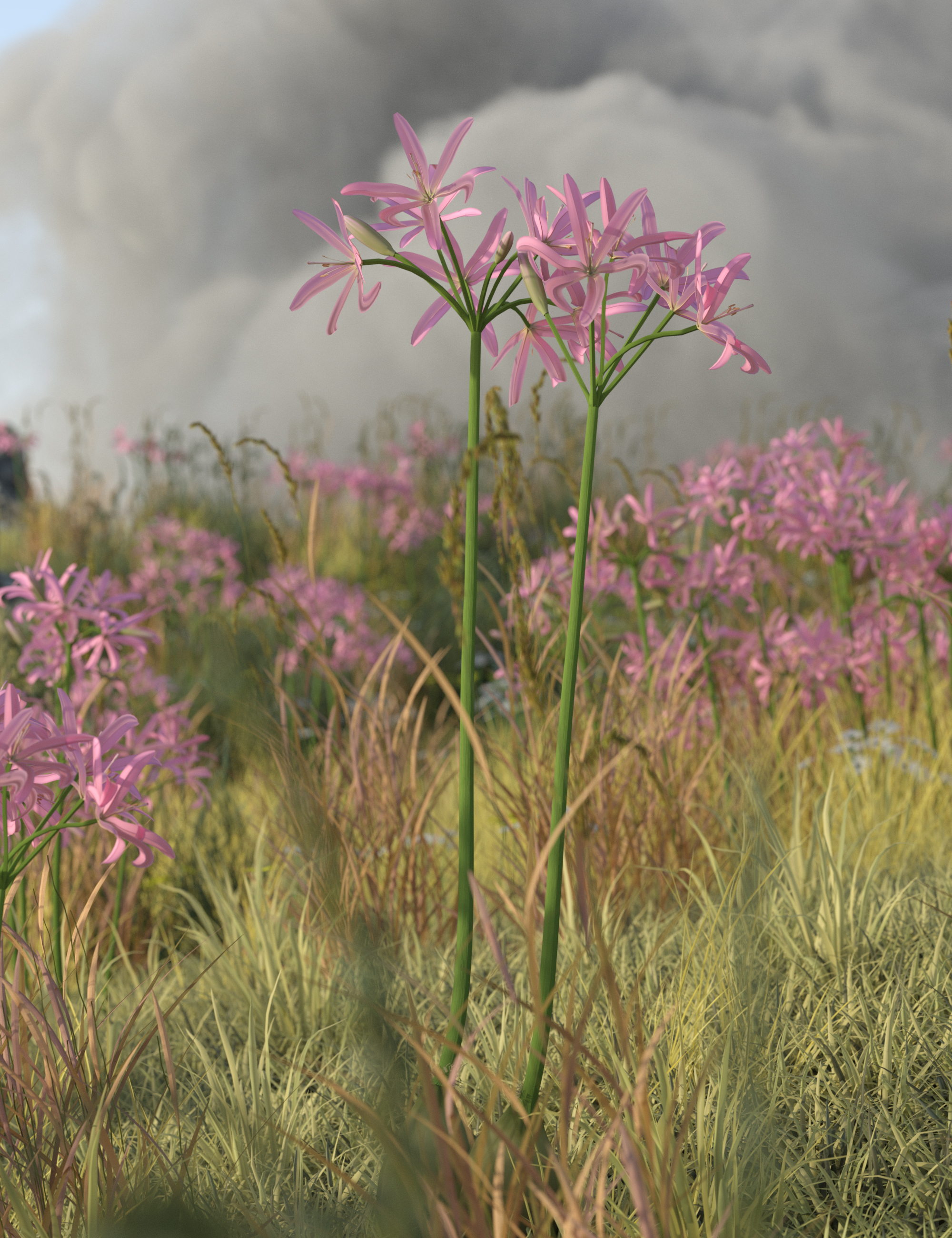 Flowering Nerine Plants | Daz 3D