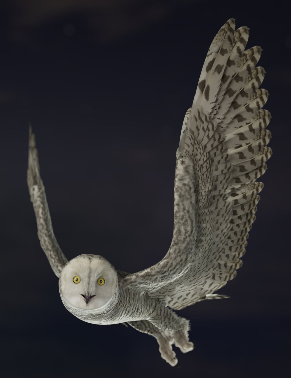 DS Fantasy Owl Species | Daz 3D
