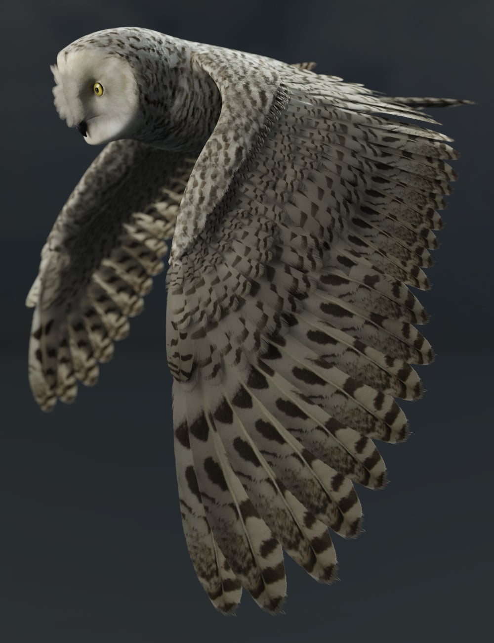 DS Fantasy Owl Species | Daz 3D