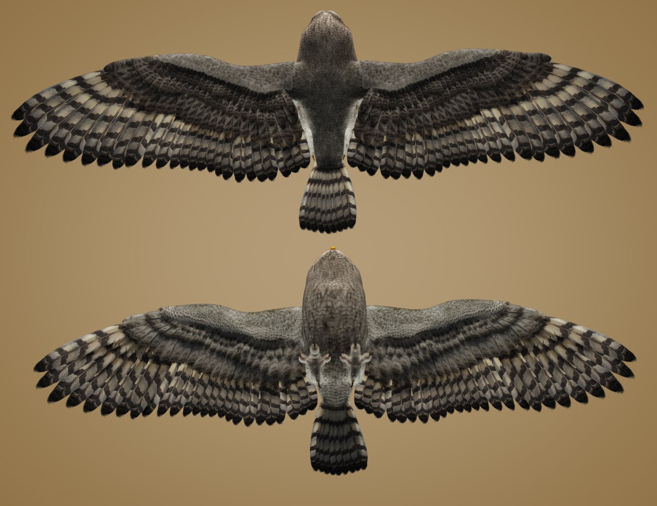 DS Fantasy Owl Species | Daz 3D