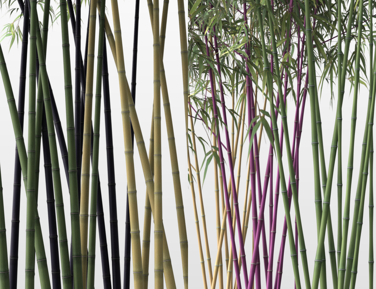 V176 Bamboo Pack | Daz 3D