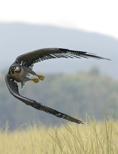 Falconry Redux Poses for DS Peregrine Falcon | Daz 3D