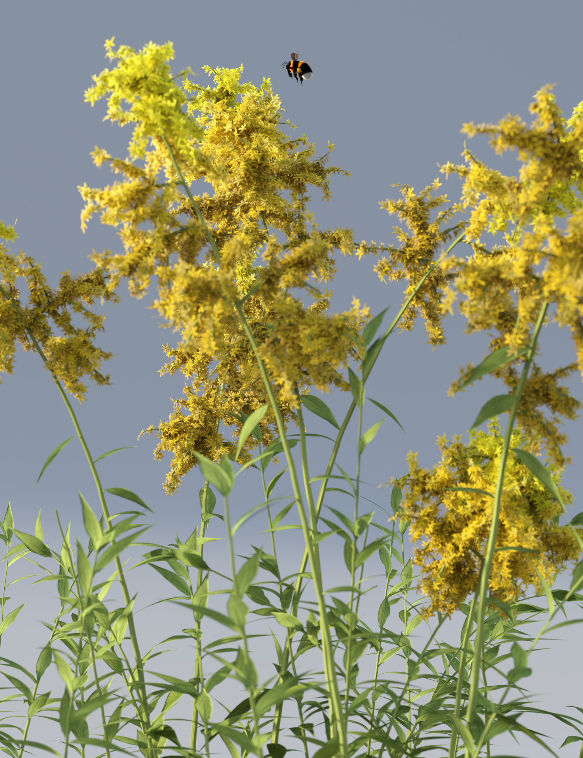 Golden Rod - Prairie Wild Flowers | Daz 3D