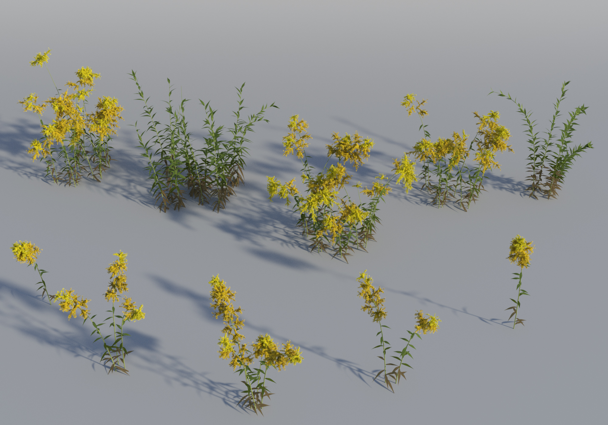 Golden Rod - Prairie Wild Flowers | Daz 3D