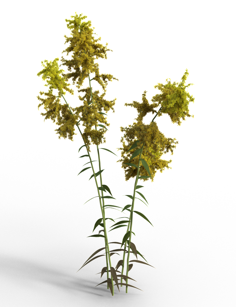 Golden Rod - Prairie Wild Flowers | Daz 3D