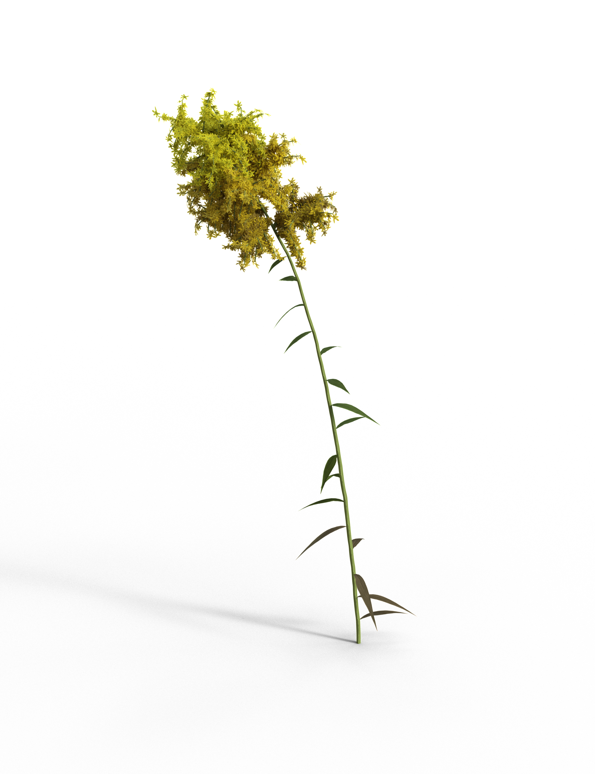 Golden Rod - Prairie Wild Flowers | Daz 3D