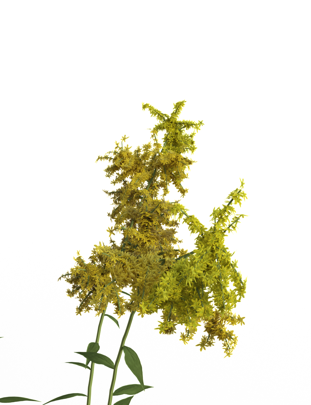 Golden Rod - Prairie Wild Flowers | Daz 3D