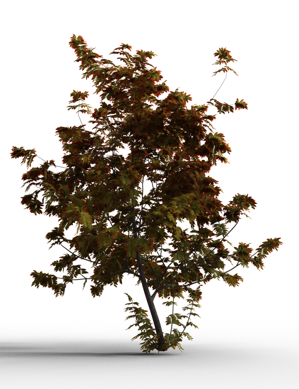 Prairie Shrubs and Trees - Sumac | Daz 3D