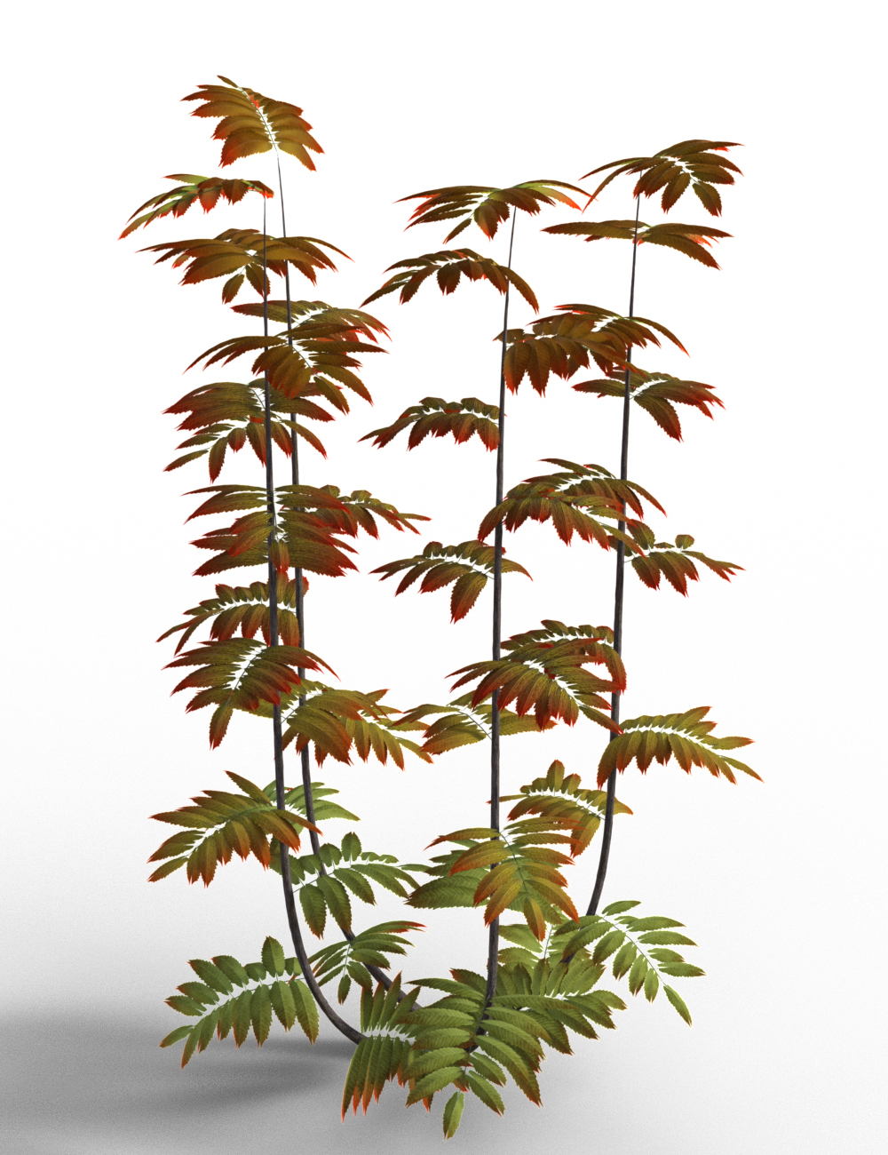Prairie Shrubs and Trees - Sumac | Daz 3D