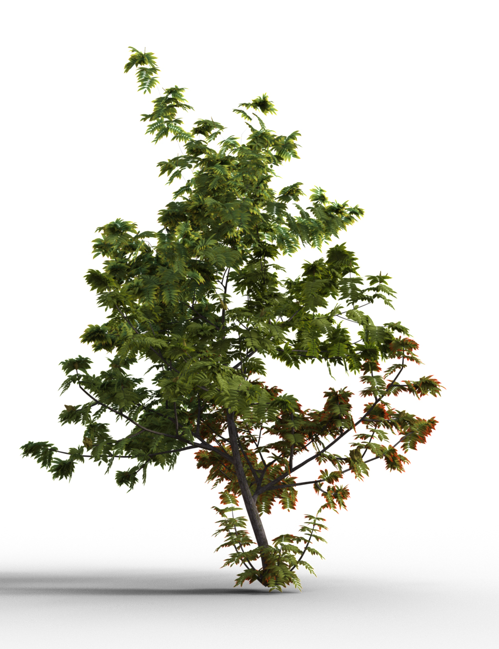 Prairie Shrubs and Trees - Sumac | Daz 3D