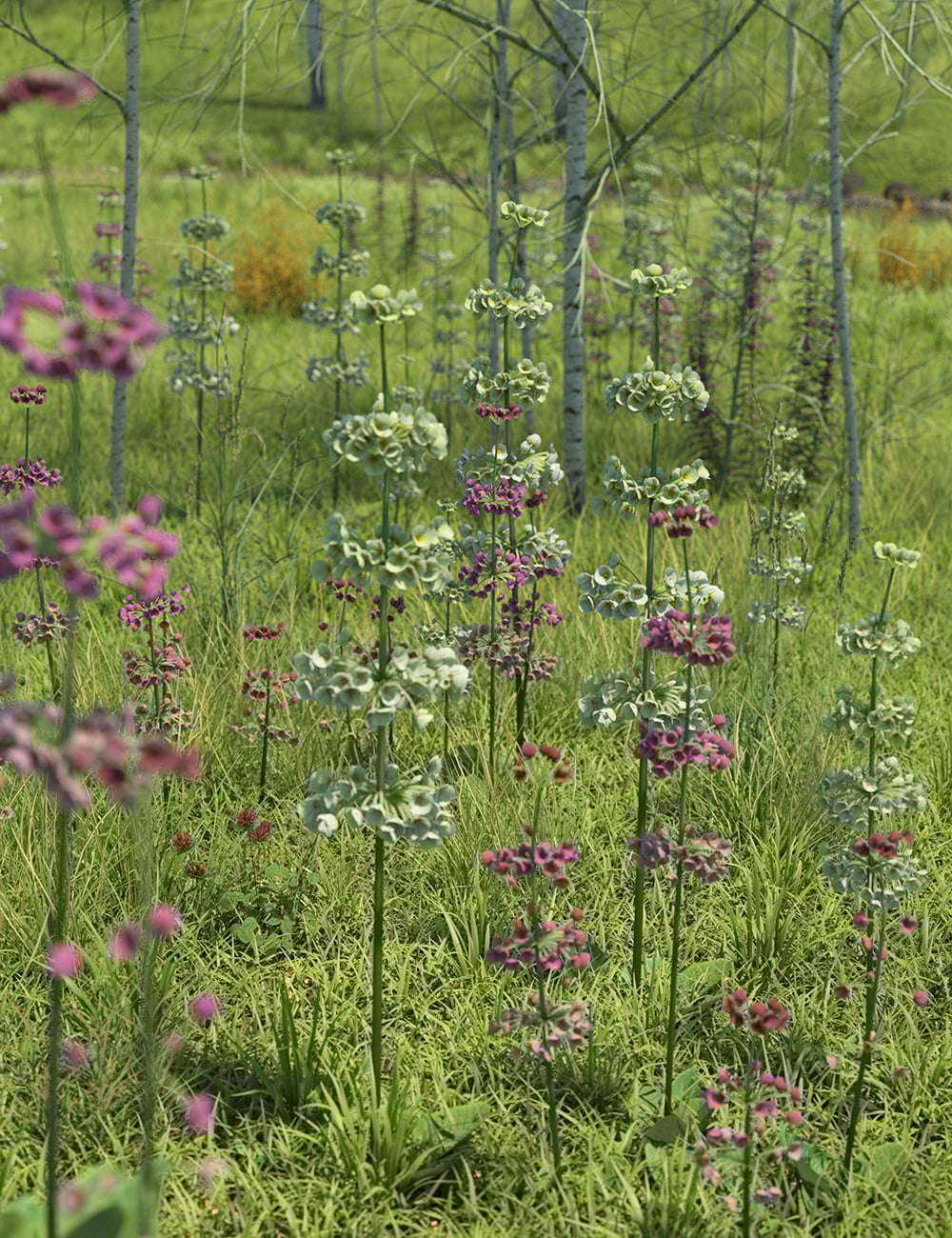 Candelabra Primula Flowers And Plants Daz 3d