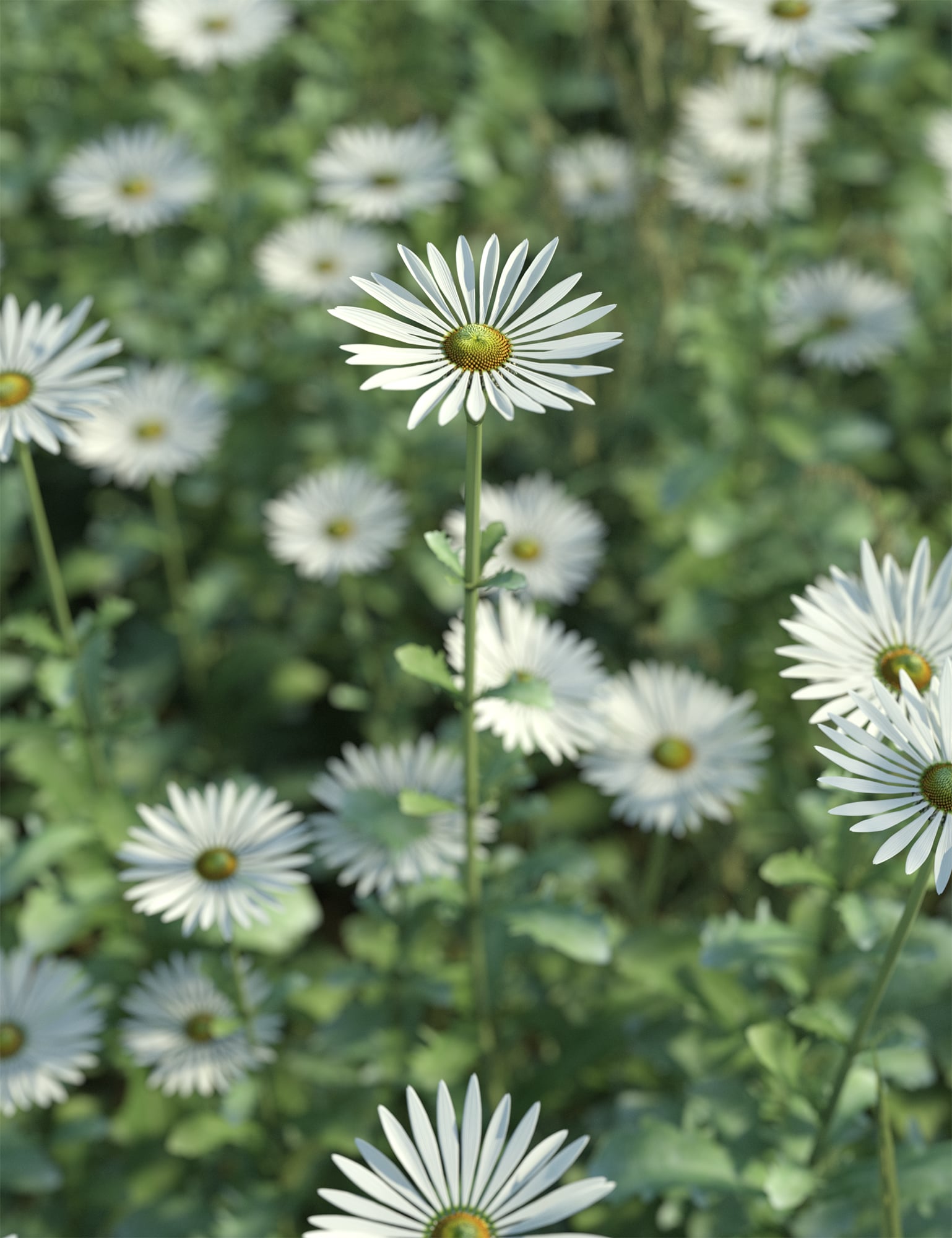 Meadow Flowers - Oxeye Daisy | Daz 3D