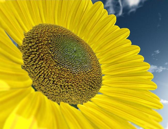 The Magnificent Sunflower | Daz 3D