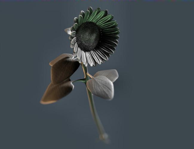 The Magnificent Sunflower | Daz 3D