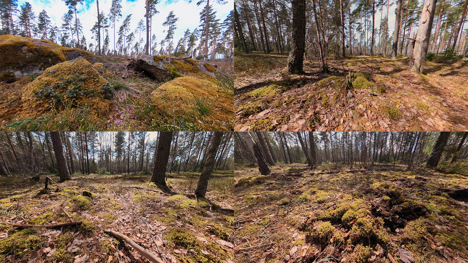 Low Cam HDRIs Forest | Daz 3D