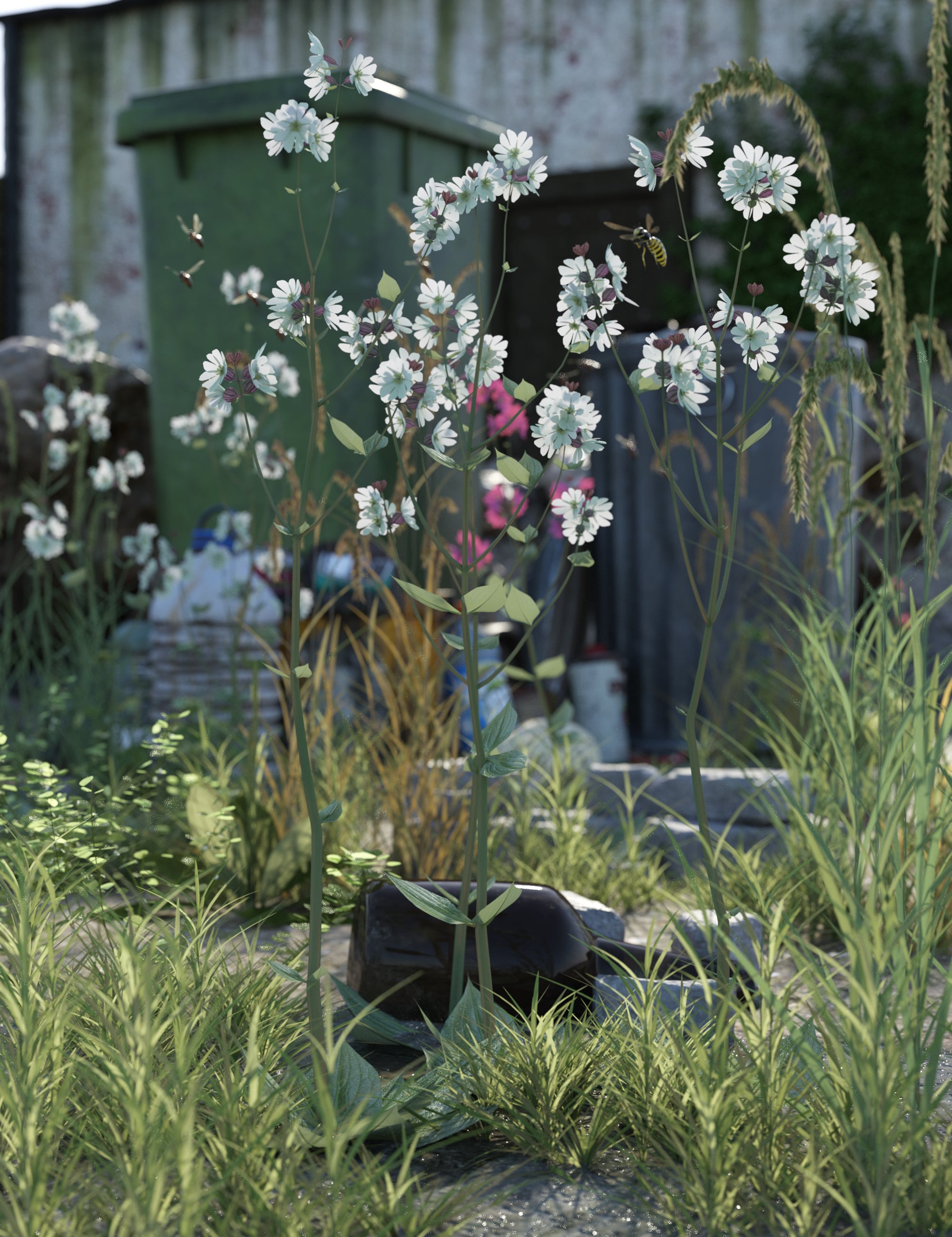 Wild Flowers - Campion | Daz 3D