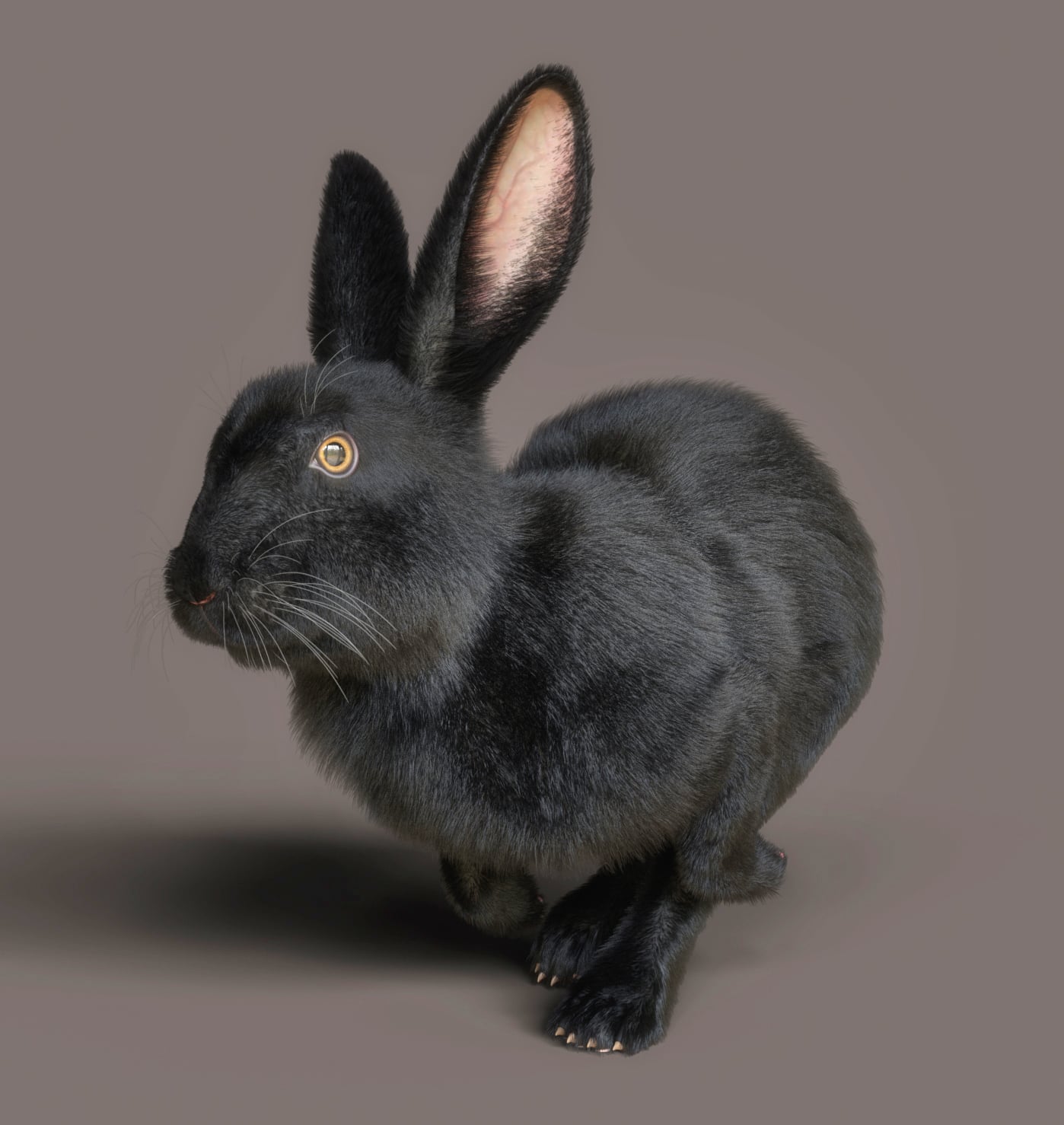 Rabbits by AM | Daz 3D