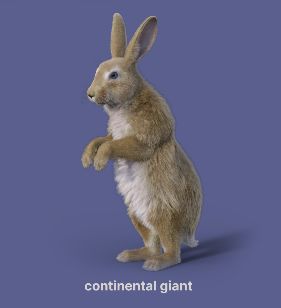 Rabbits by AM - Collection 1 | Daz 3D