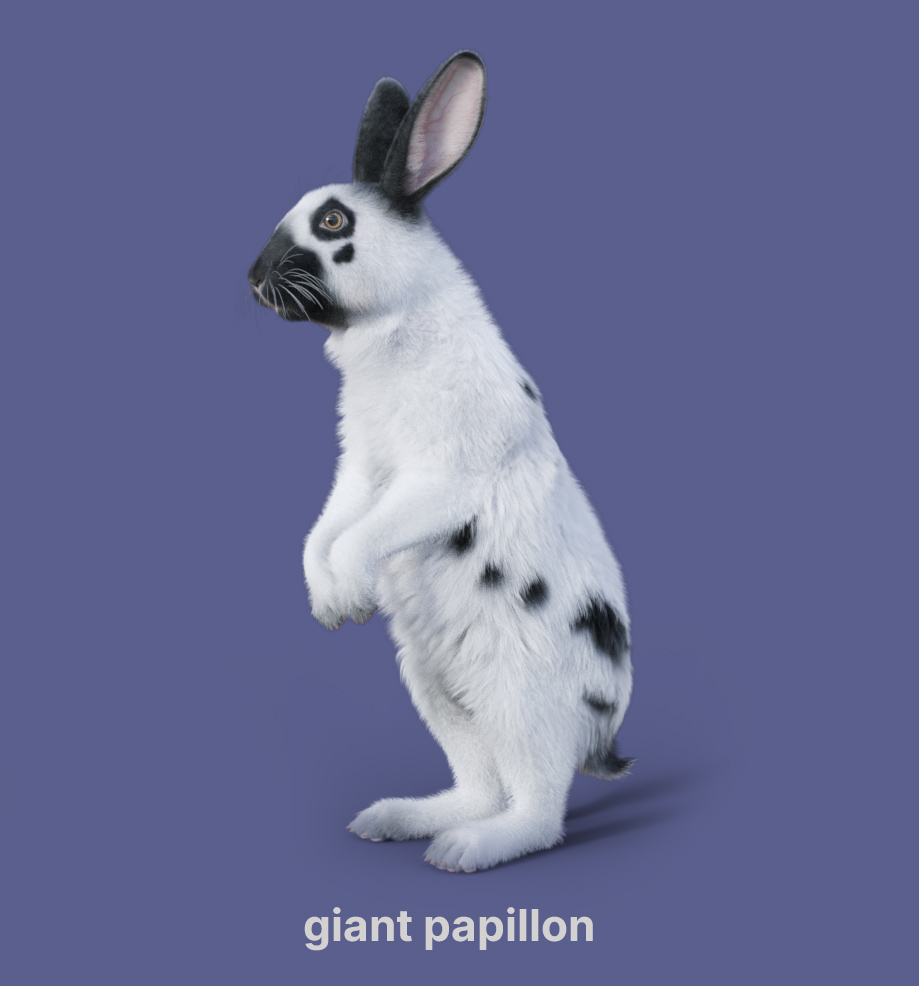 Rabbits by AM - Collection 2 | Daz 3D